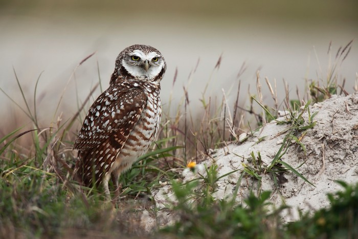 Papel Pintado Tecolote llanero • Pixers® - Vivimos para cambiar