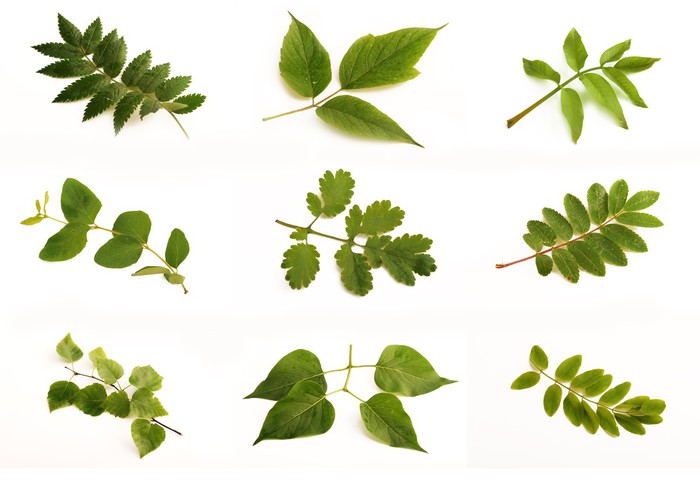 Fototapeta Listnaté stromy • Pixers® • Žijeme pro změnu