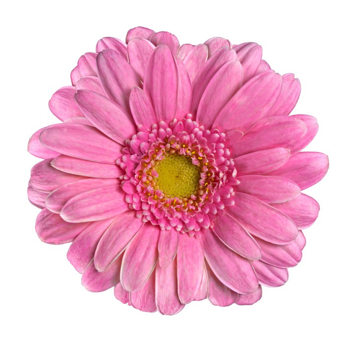 Sticker Belle fleur de gerbera rose isolé sur blanc • Pixers® - Nous ...