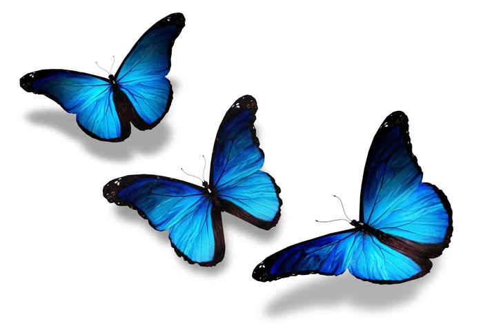 Vinilo Pixerstick Tres mariposas azules volando, aislado en blanco ...