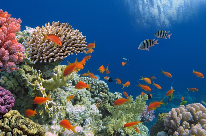 Sticker Poissons tropicaux sur les récifs coralliens de la mer Rouge ...