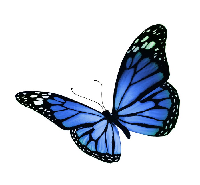 Sticker Papillon bleu, isolé sur fond blanc • Pixers® - Nous vivons ...
