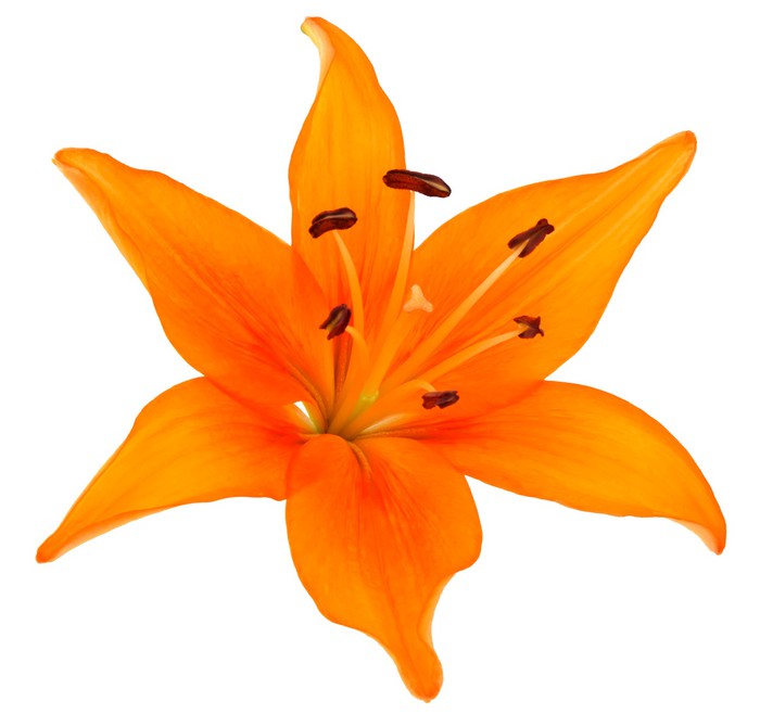 Papier Peint Fleur de lys orange • Pixers® - Nous vivons pour changer