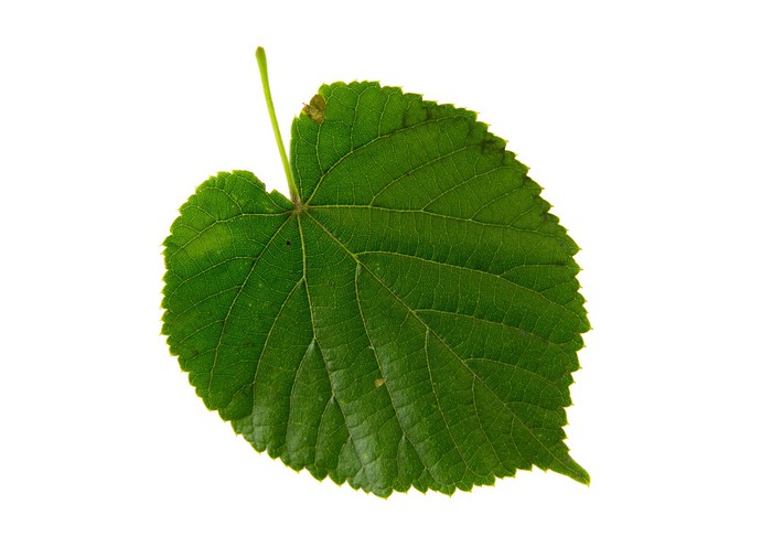 Fotomural Hoja verde de tilo • Pixers® - Vivimos para cambiar