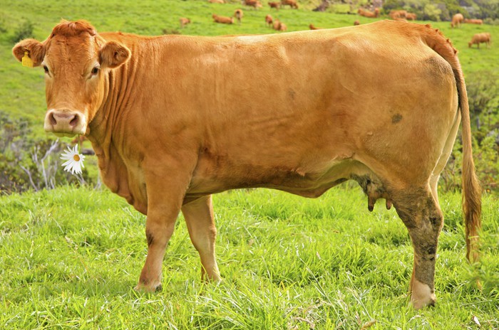 Fotomural Vaca limusina romántica • Pixers® - Vivimos para cambiar