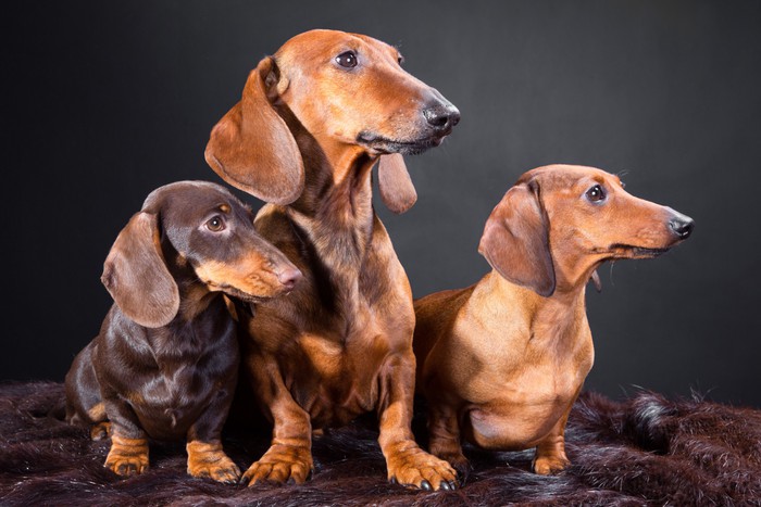 Mundo Canino: Razas de caninos más populares