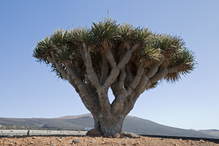Vinilo Pixerstick Dracaena draco (Drago o árbol de dragón) y Lanzarote ...