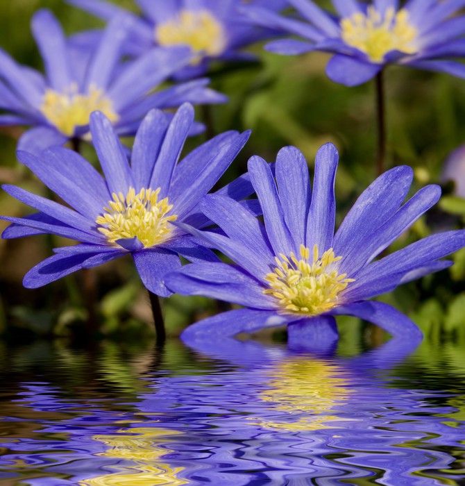 Cuadro en Lienzo Flores de color azul reflejada en el agua • Pixers ...