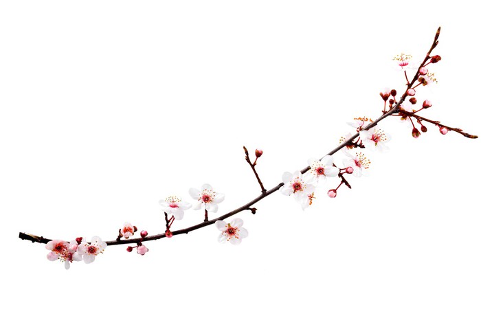 Fotomural Rama con flores. Aislado sobre fondo blanco. • Pixers ...