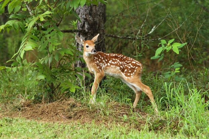 Sticker Le petit faon • Pixers® - Nous vivons pour changer