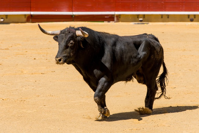 Fotomural Toro De Lidia Español • Pixers® - Vivimos para cambiar