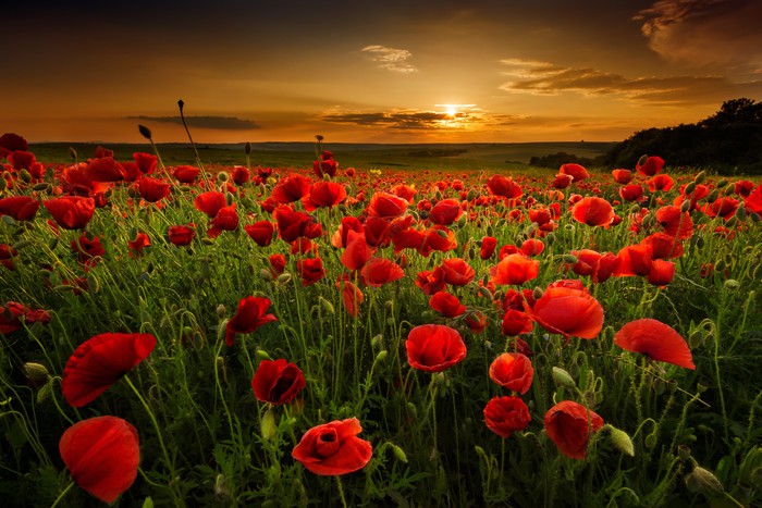 Poster Champ de coquelicots au coucher du soleil • Pixers® - Nous ...