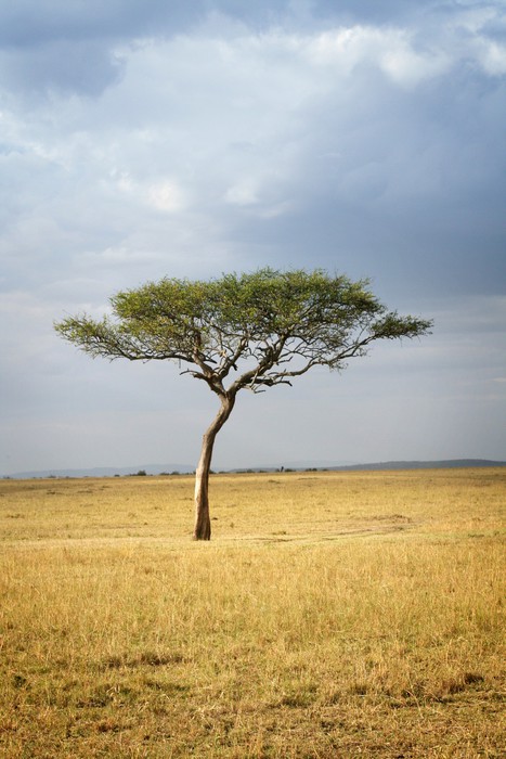 Fototapet Arbre dans la savane • Pixers® - Vi lever för förändring